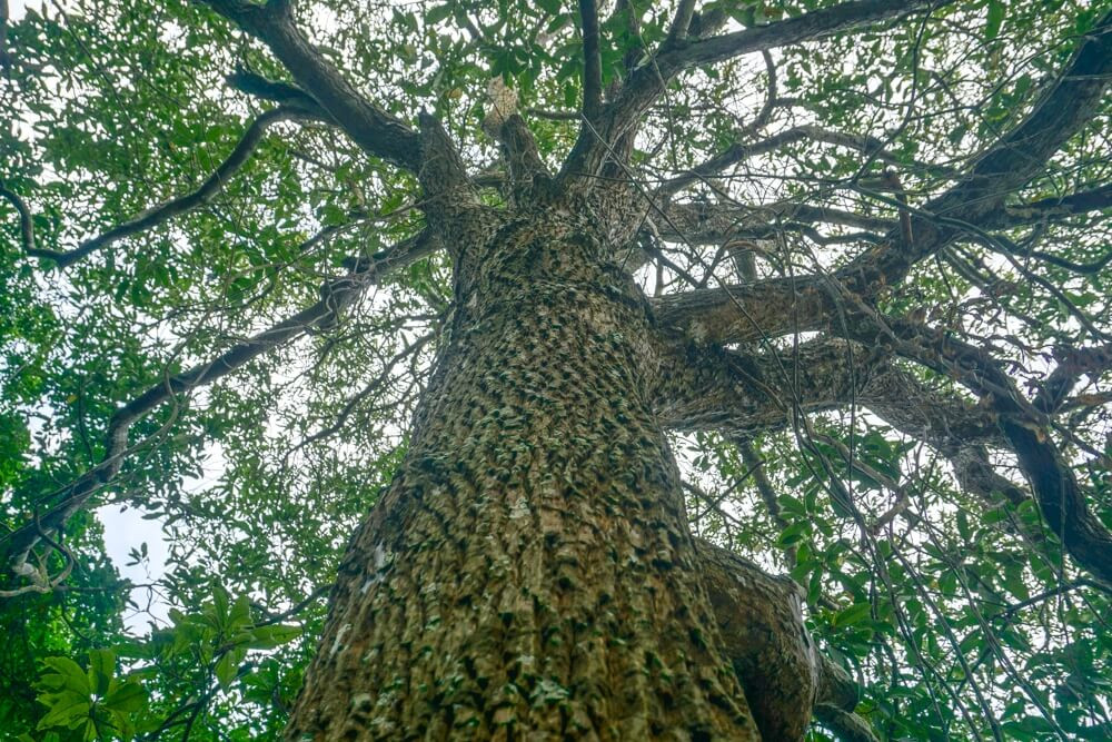 Gỗ Sến là gì? Giá gỗ sến bao nhiêu tiền một khối? [Cập Nhật 2026]